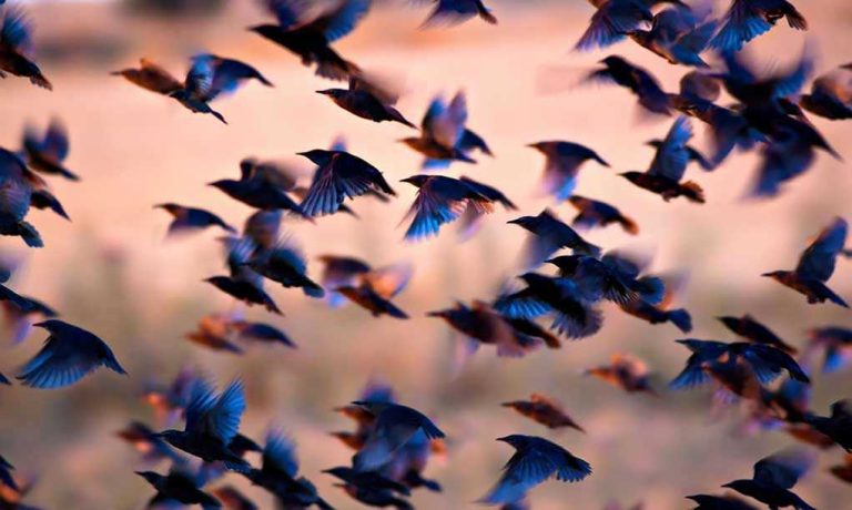 Bird Apocalypse – Entire Species EXTINCT! | Daily 360
